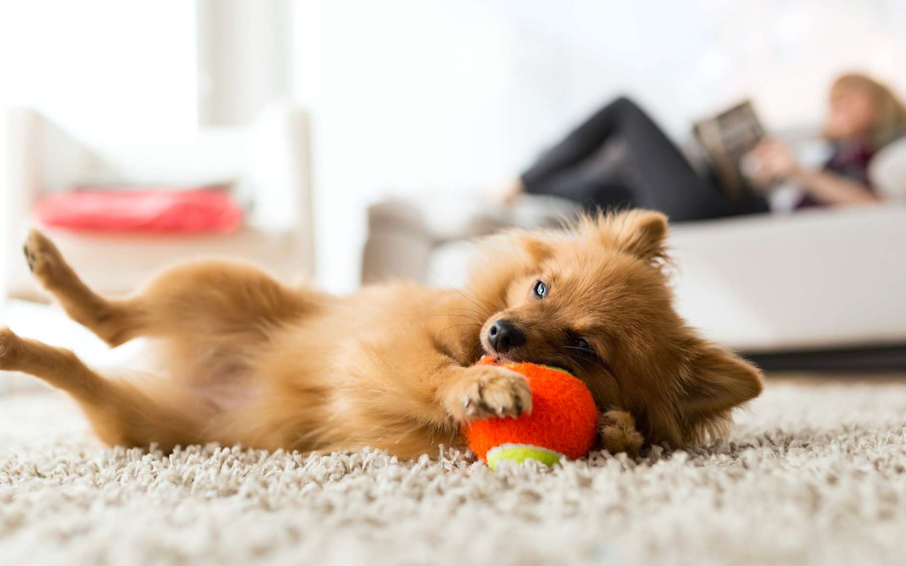 Quel chien pour un appartement ? - DogsLovers